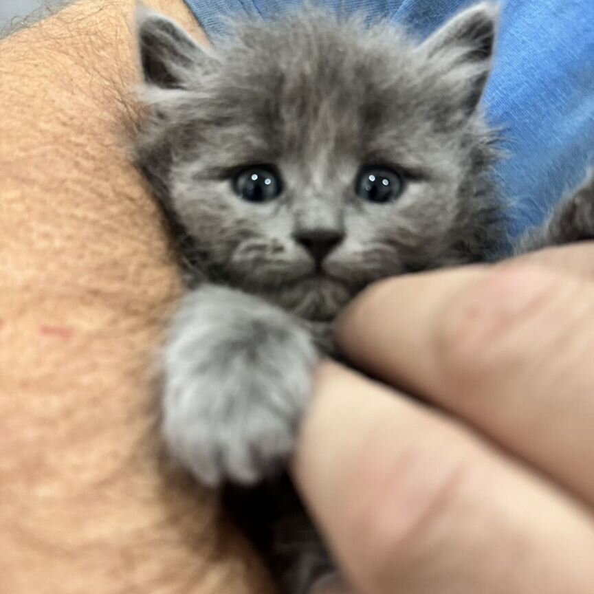 Котенок