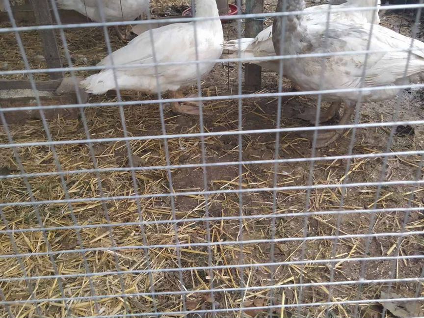 Мускус тяжёлой линии