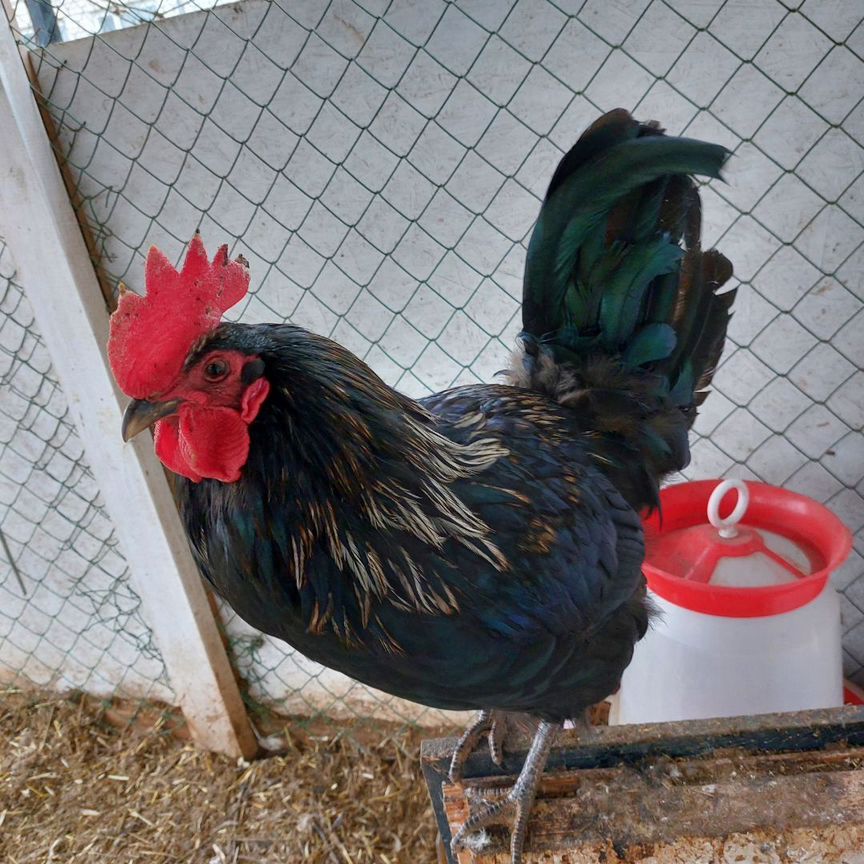 Сильверудд петухи