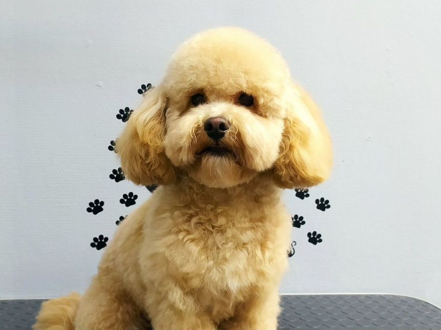 Вязка кобель той пудель