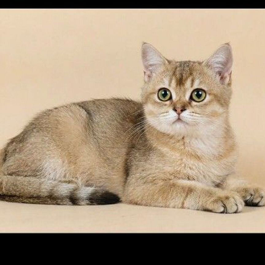 Британский короткошёрстный котёнок
