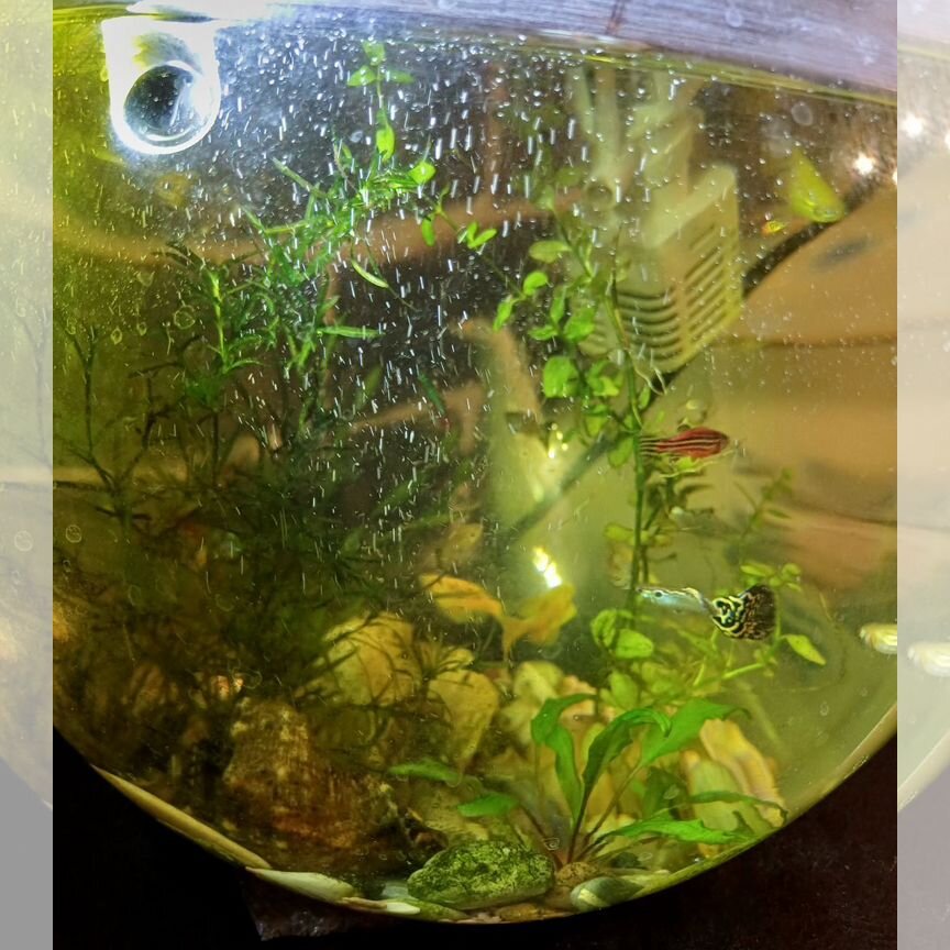 Аквариум с рыбками