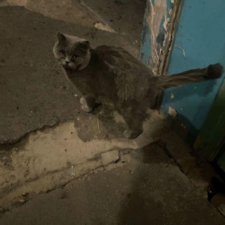 Котик в подъезде