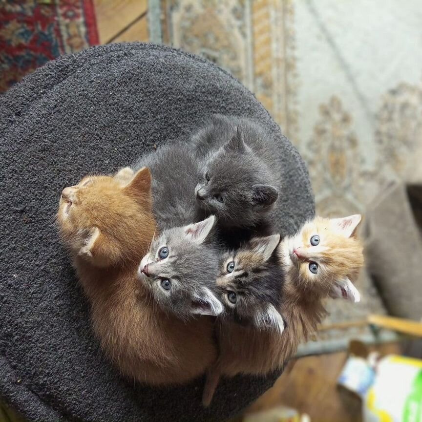 Весёлык котята