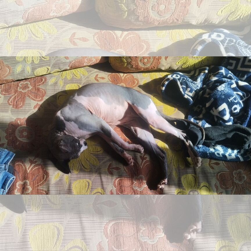 Ищем кошечку своему сфинксу