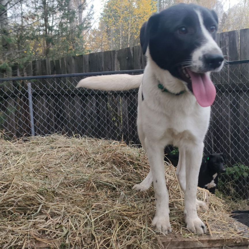 Взрослая собака в добрые руки