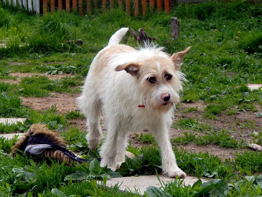 Молодая ласковая Милочка ищем дом/передержку