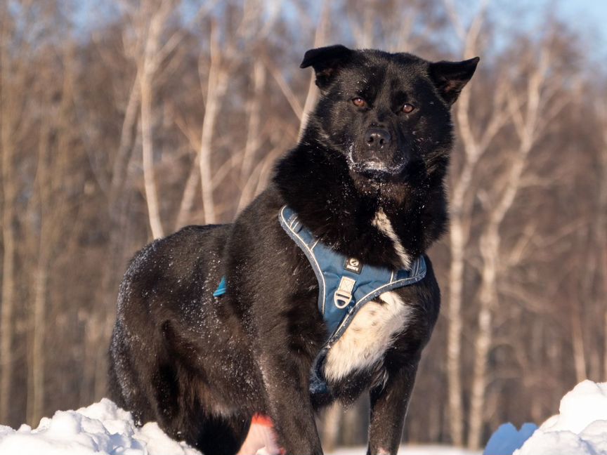 Добрый плюшевый пёсик грустит в приюте