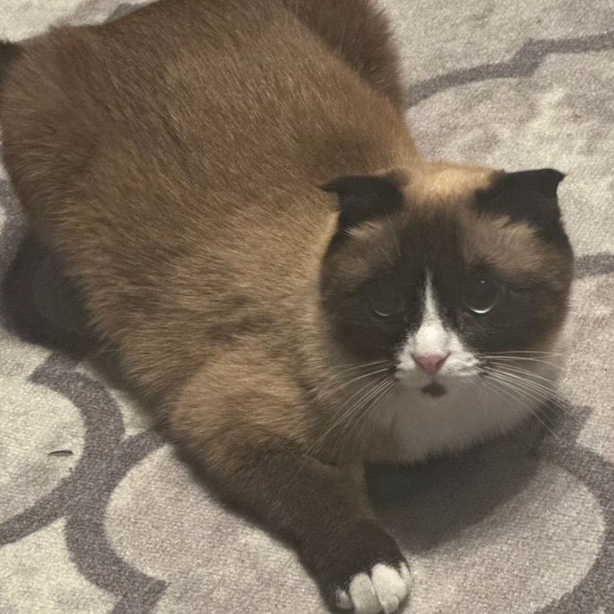 Сиамская кошка, взрослая