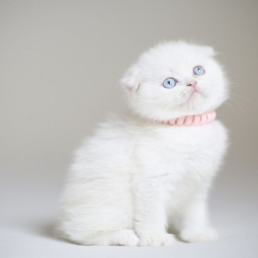 Шотландские чистокровные котята