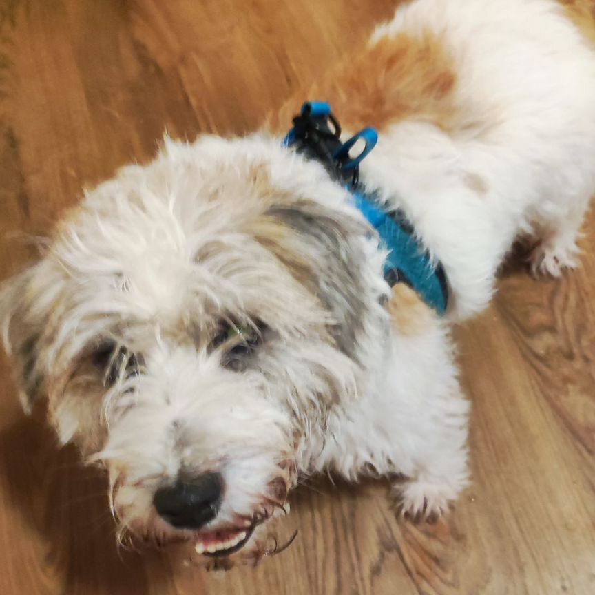 Джек-рассел-терьер, взрослый пёс