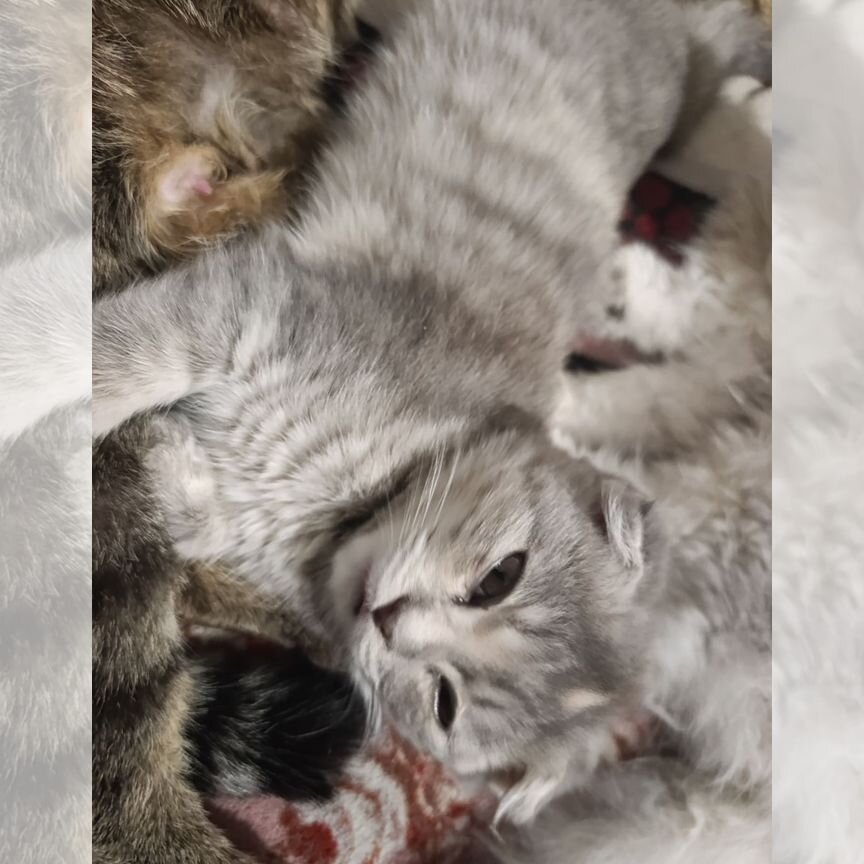 Шотландский вислоухий длинношёрстный котёнок