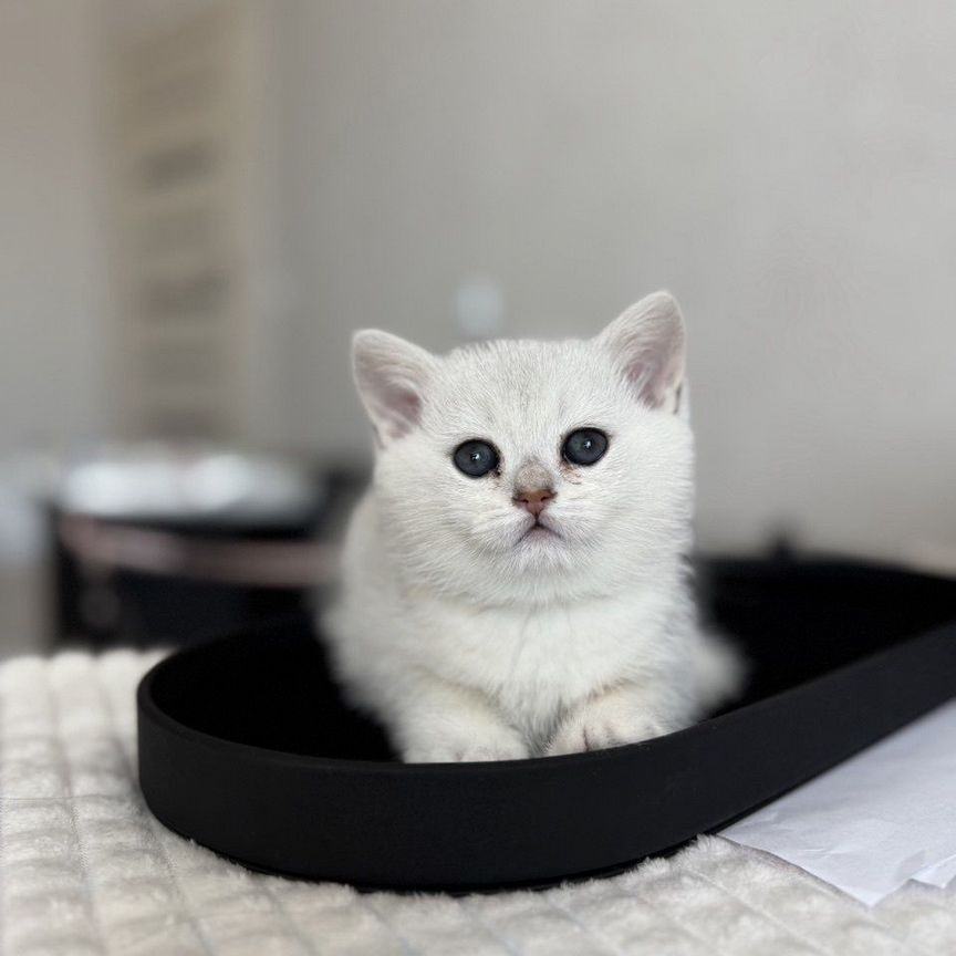 Котенок серебристой шиншиллы