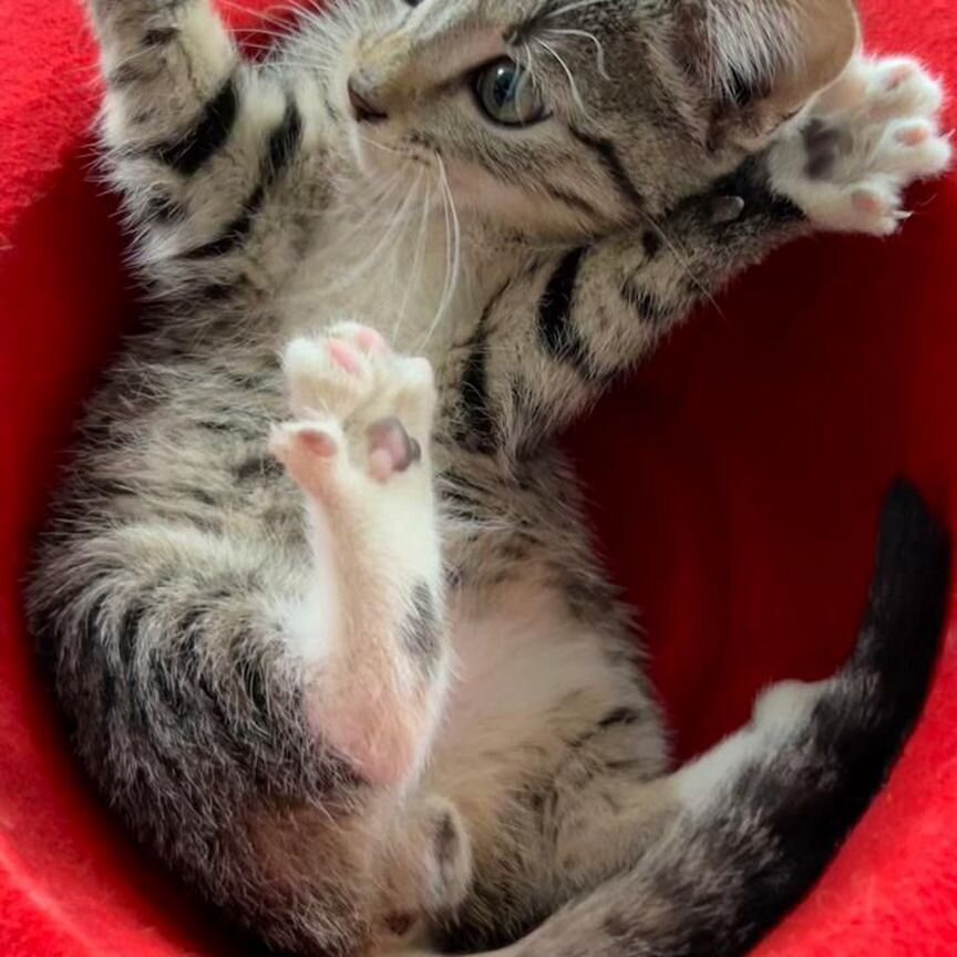 Котята 2 месяца мальчики