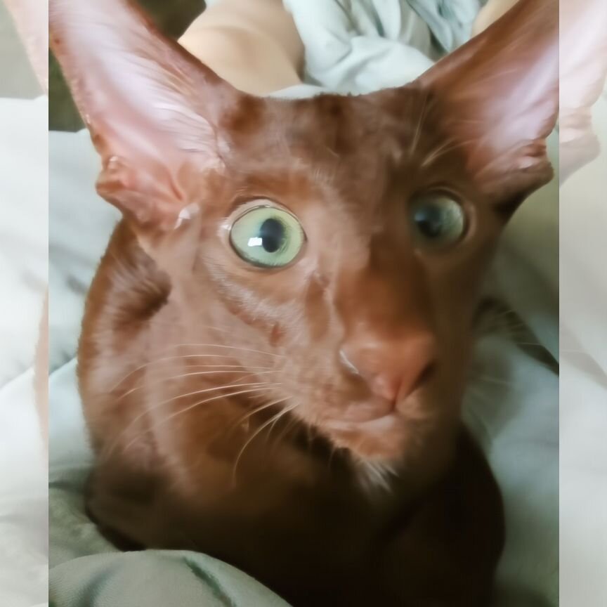 Ориентальный котёнок