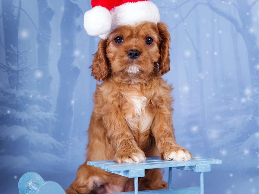 Кавалер кинг Чарльз девчуля