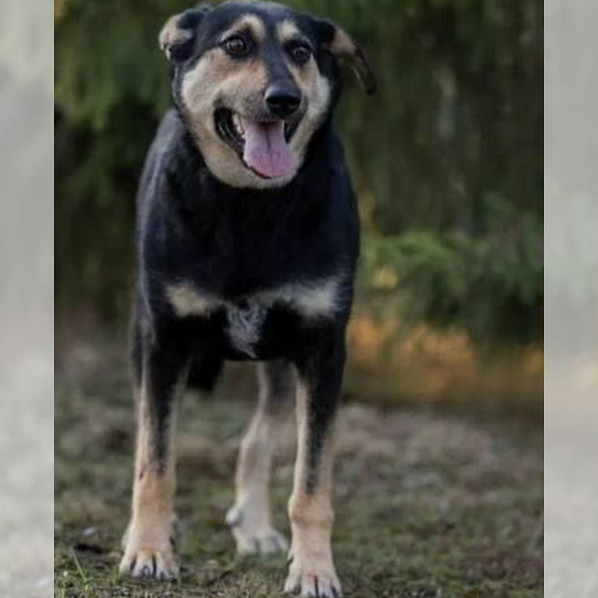 Собака в добрые руки