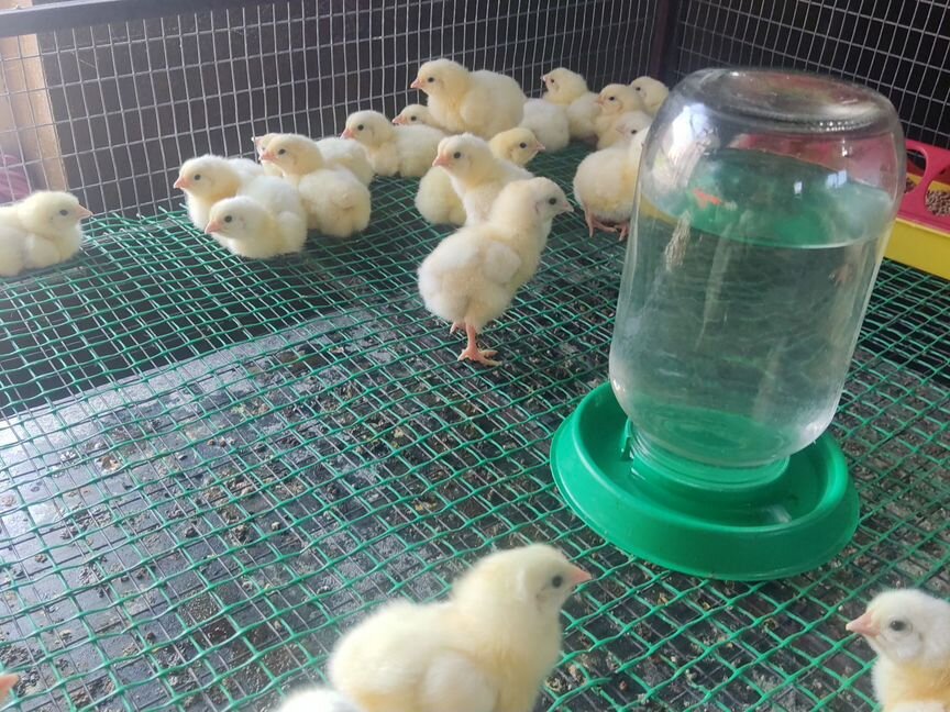 Подрощеные цыплята бройлера