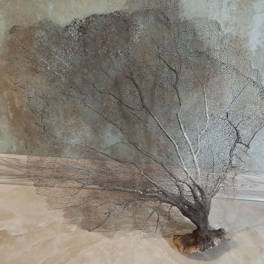 Морские кораллы