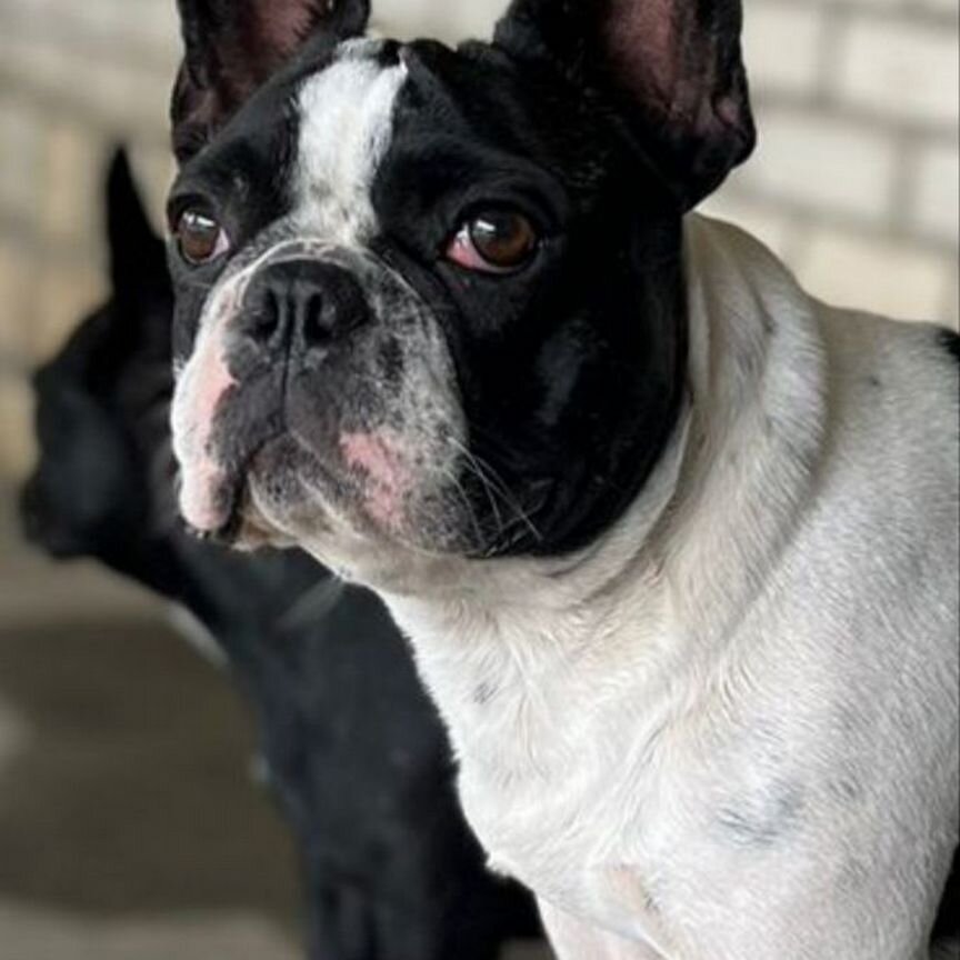 Французский бульдог в добрые руки девочка