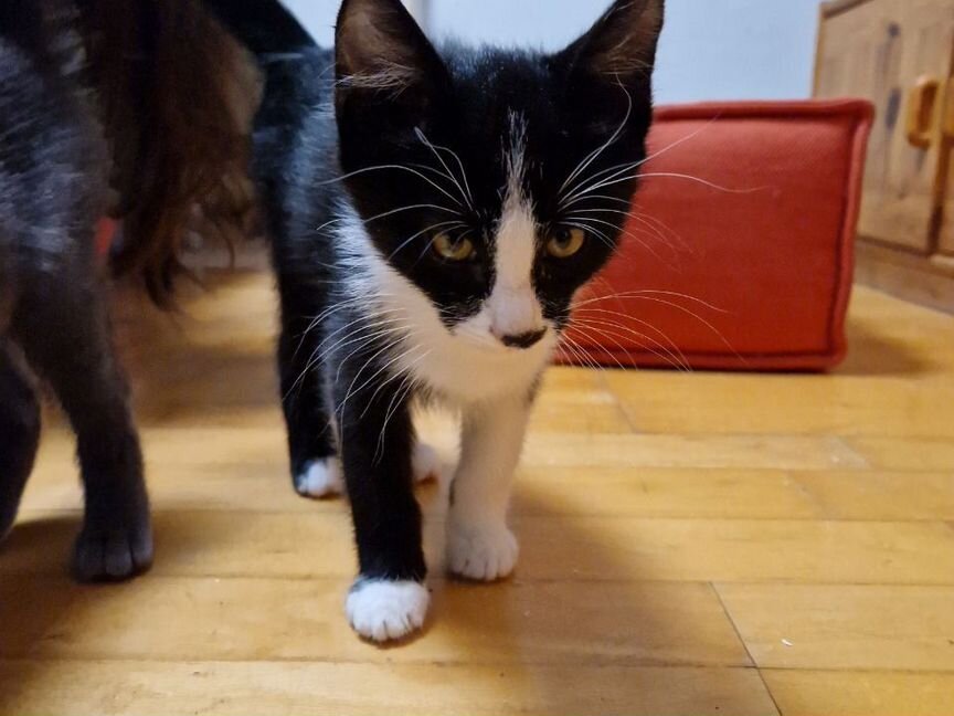 Котенок мальчик 3 месяца