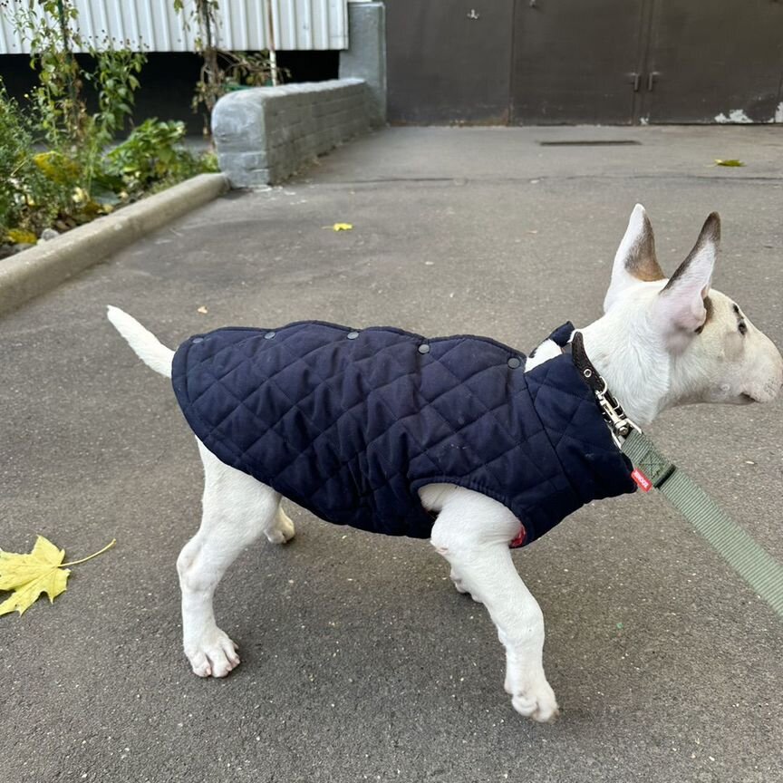 Стандартный бультерьер