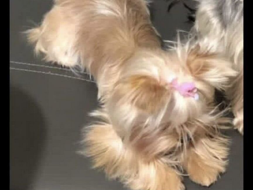 Ждем невест на вязку