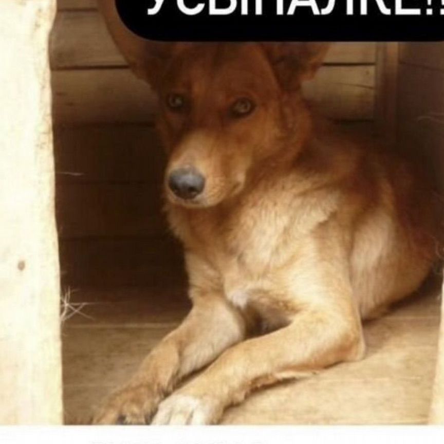 Спасите собаку от усыпления