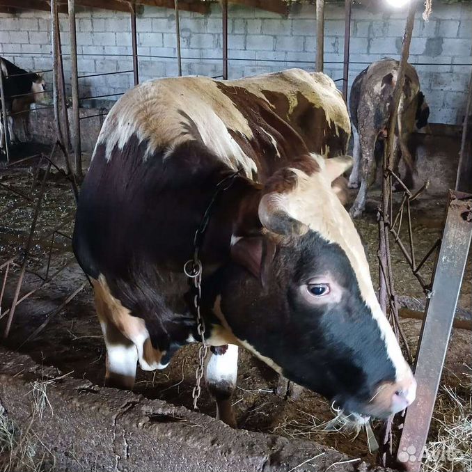 Быки на племя