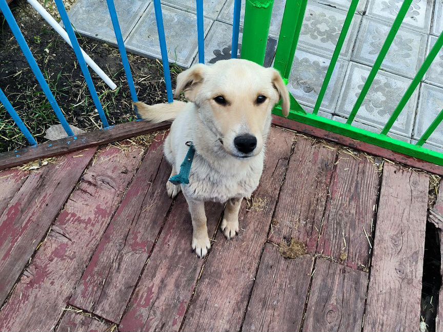 Собака в добрые руки