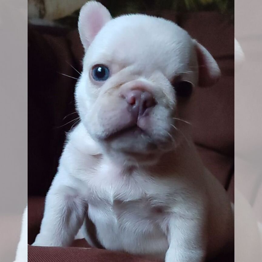 Сиреневый носик mini