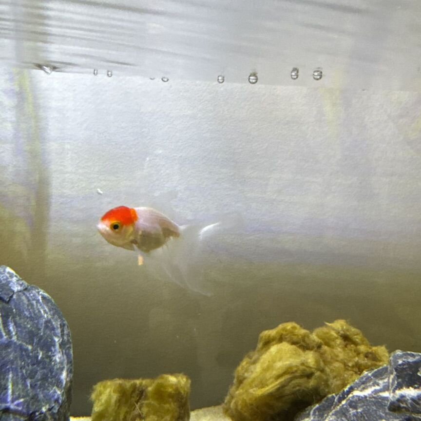 Золотая рыбка оранда красная шапочка