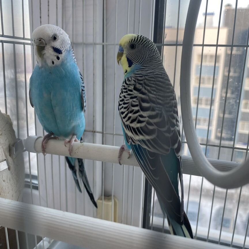 Волнистый попугай 2 шт. с клеткой