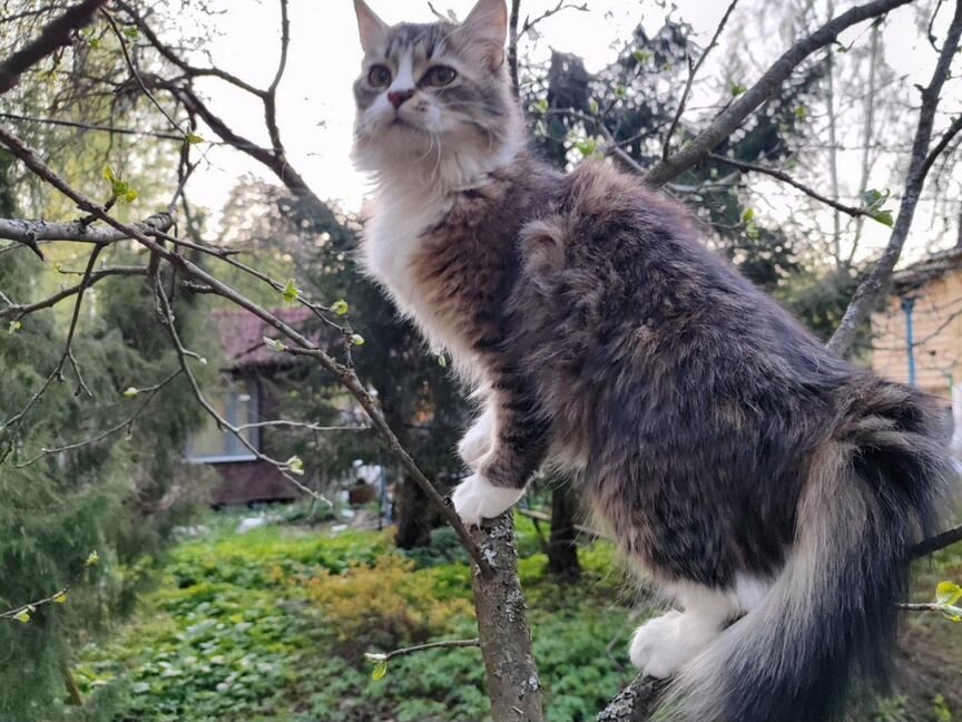 Сибирская кошечка