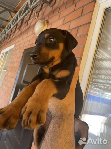 Щенки добермана