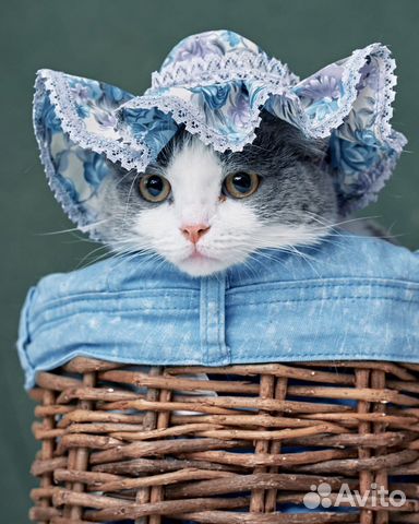 Британская кошка в дар