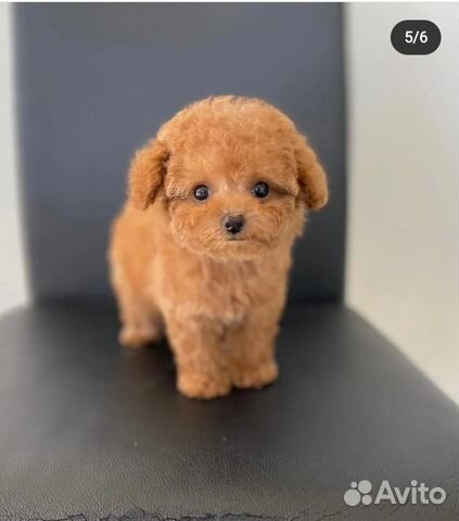 Мини мальтипу карамелька