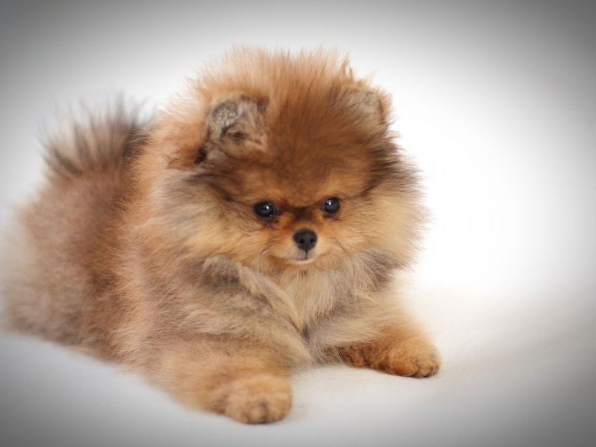 Померанский шпиц мини