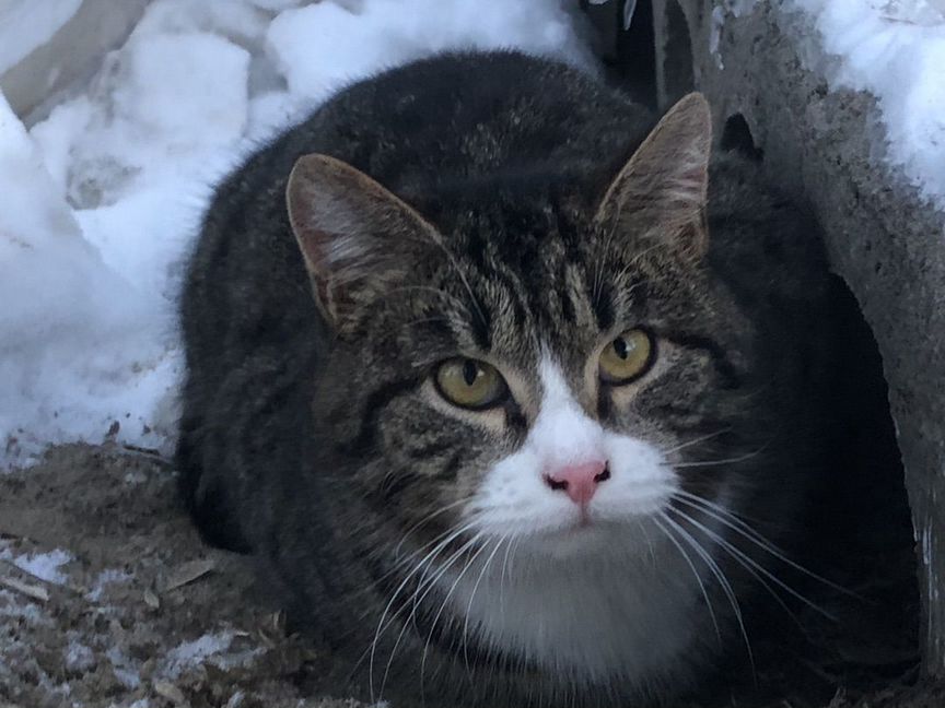 Кот