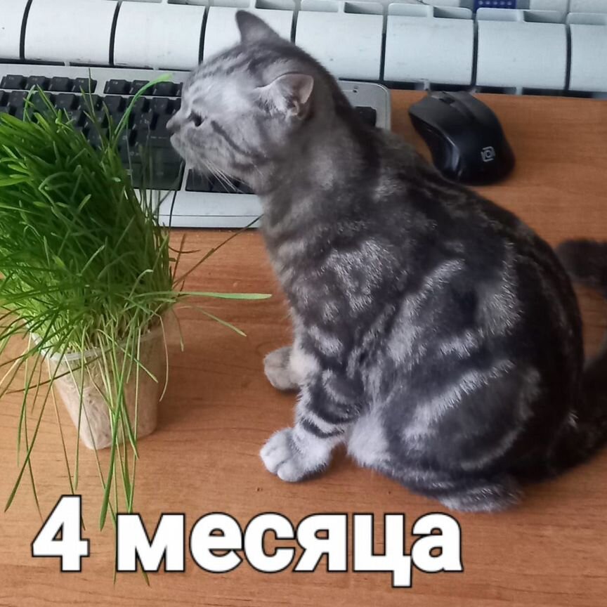 Шотландский котёнок