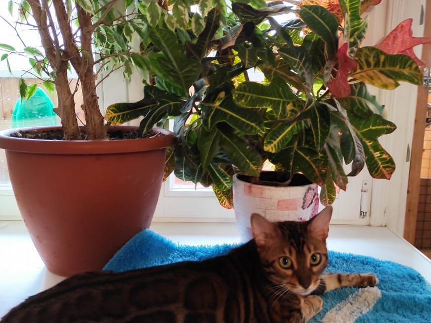 Бенгальские котята