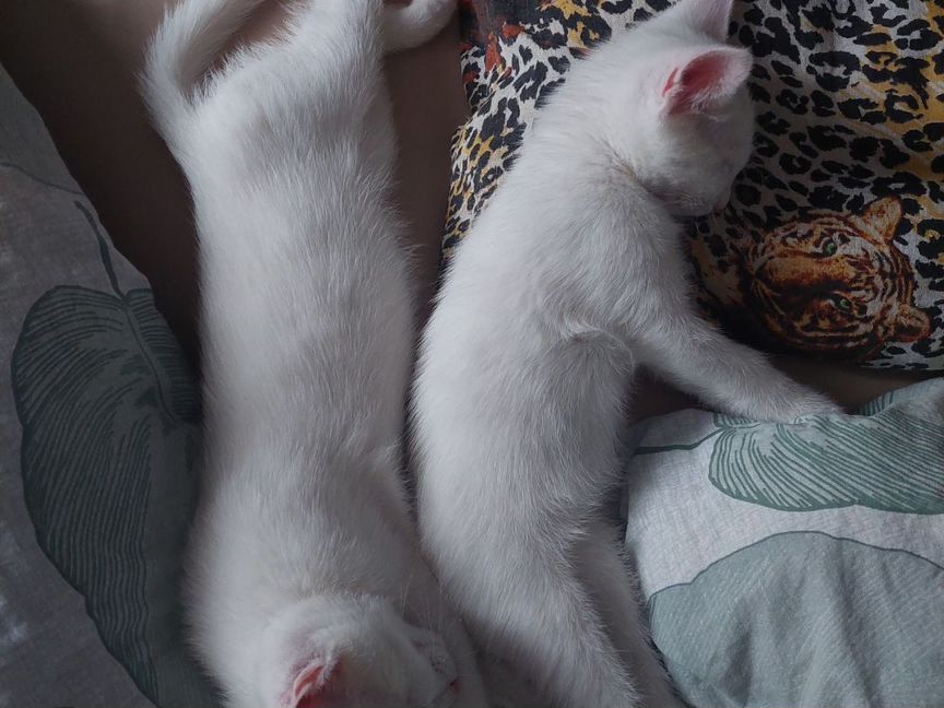 Беспородные котята