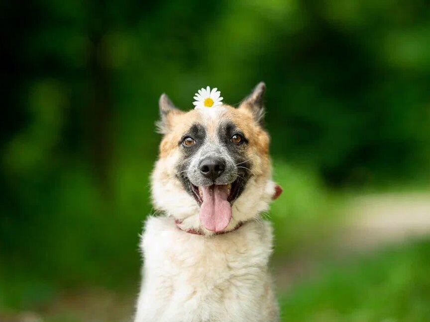 Красавчик Бим ищет дом