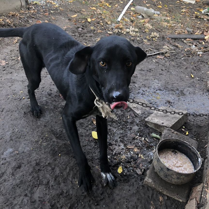 Собака в добрые руки