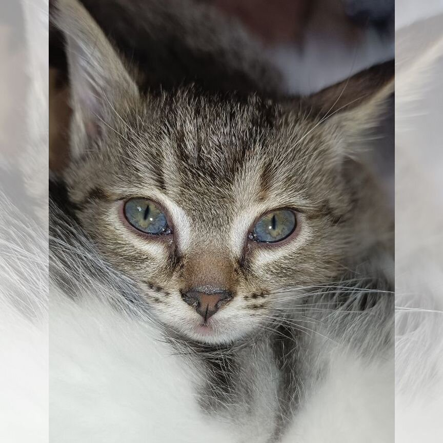 Котёнок от частного владельца