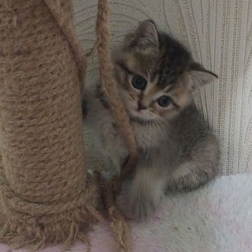 Шотландский прямоухий короткошёрстный котёнок