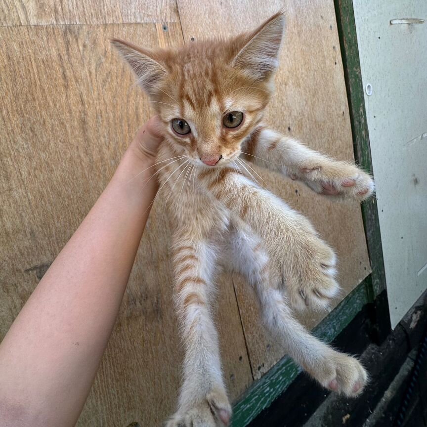 Котёнок в добрые руки