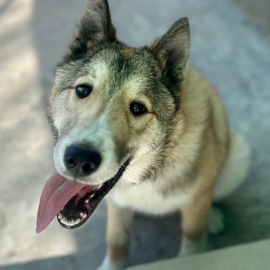 Западносибирская лайка вязка