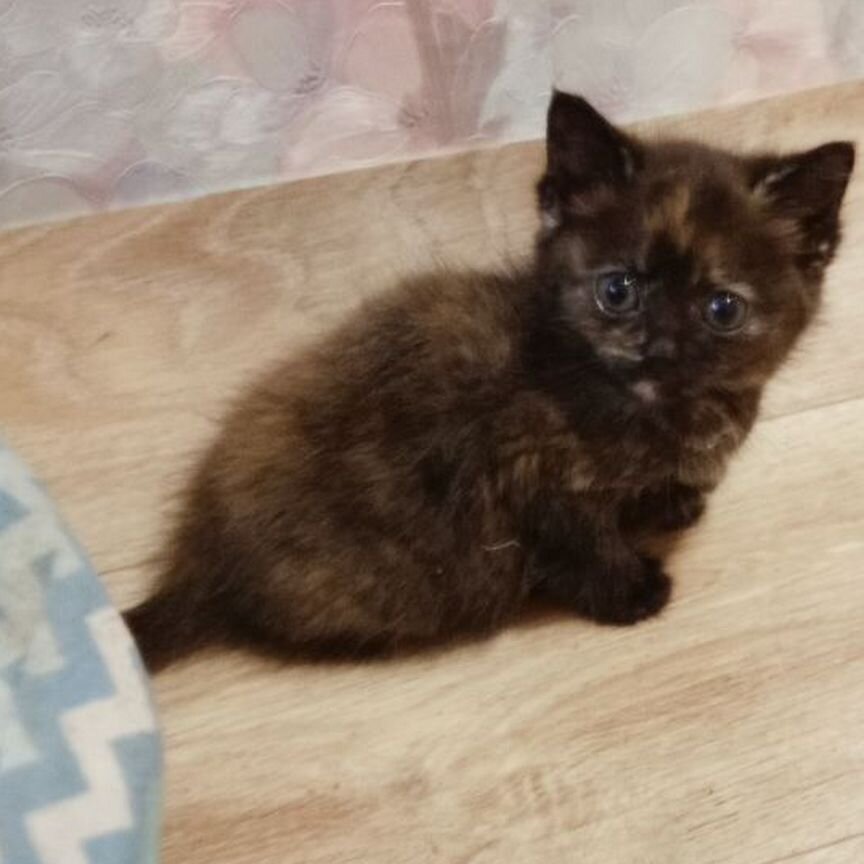 Котята в добрые руки бесплатно