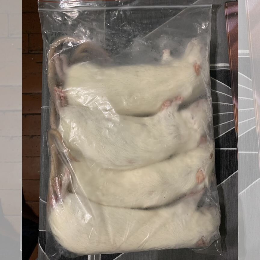 Замороженные крысы